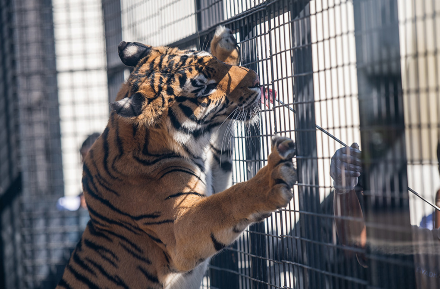 Riyadh Zoo Reopens for Riyadh Season 2024 - Social Kandura