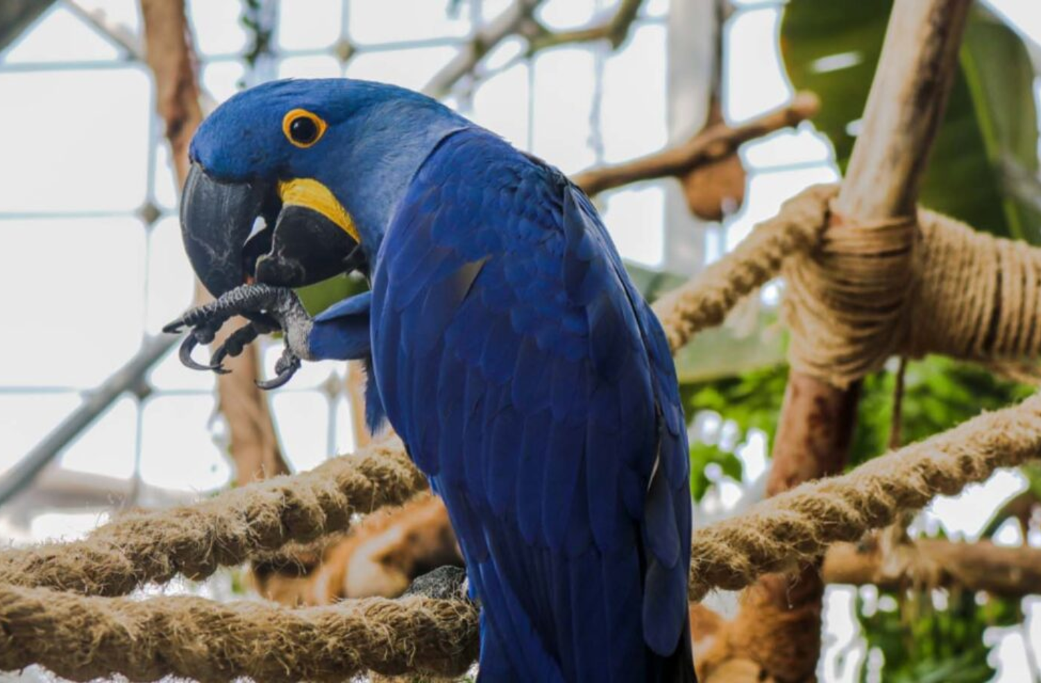 Pygmy Zoo Opens in Sharjah with Adorable Miniature Animals - Social Kandura