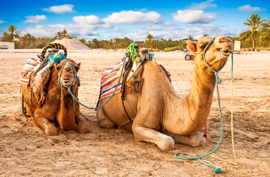 Oman’s First Camel Cheese Factory to Rise in Dhofar’s Heartland ...